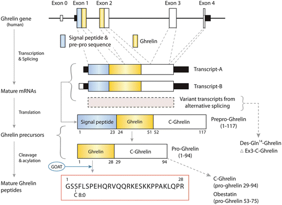 Ghrelin and Gut Hormone | SpringerLink