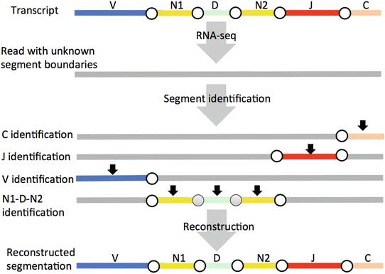 A TCR Sequence Data Analysis Pipeline: Tcrip | SpringerLink