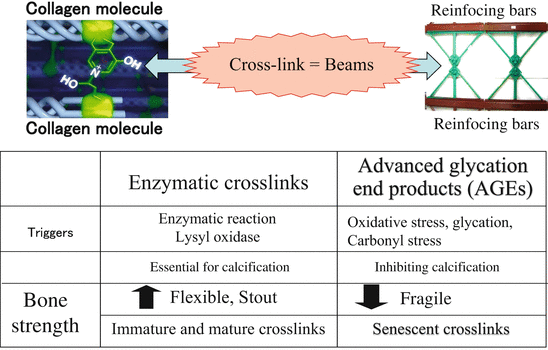 Collagen Cross-Links as a Determinant of Bone Quality | SpringerLink