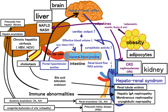 Physiological and Pathological Interactions Between Liver and Kidney ...