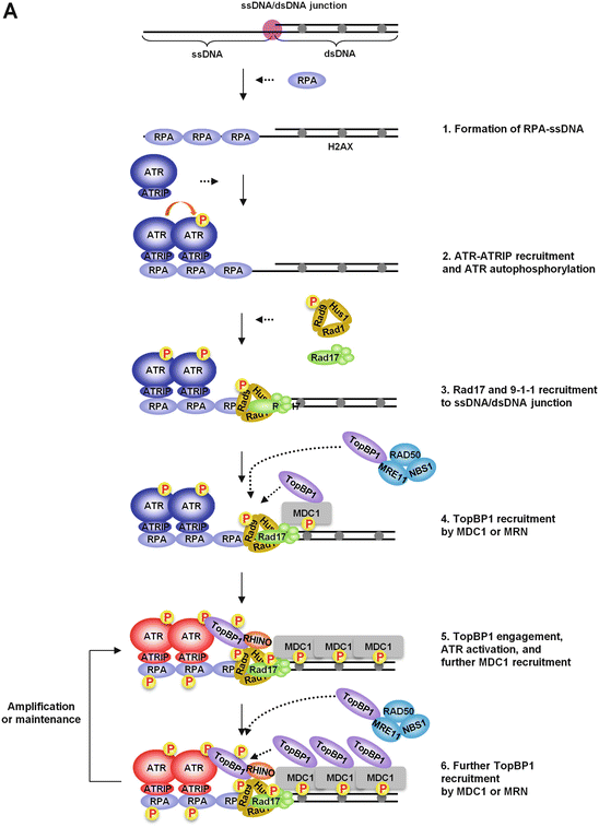 Signaling of DNA Replication Stress Through the ATR Checkpoint ...
