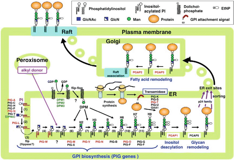 Synthesis, Genetics, and Congenital Diseases of GPI-Anchored Proteins ...