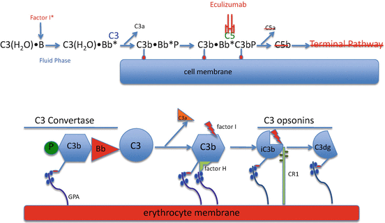 Complement and PNH | SpringerLink