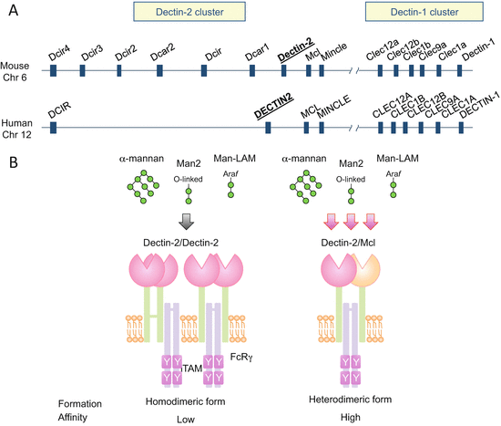 Dectin-2 in Antimicrobial Immunity and Homeostasis | SpringerLink