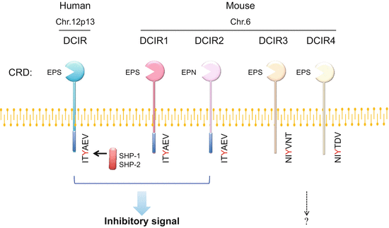 Dendritic Cell Immunoreceptor (DCIR): An ITIM-Harboring C-Type Lectin ...