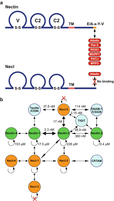 Cooperative Roles Of Nectins With Cadherins In Physiological And Pathological Processes