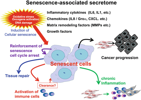 Cellular Senescence as a Novel Mechanism of Chronic Inflammation and ...