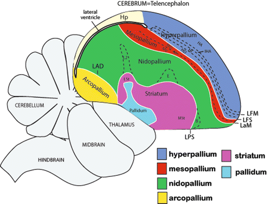 Molecular Profiling Reveals Insight into Avian Brain Organization and ...