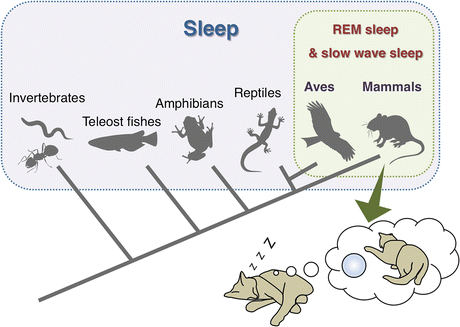 The Evolution and Function of Sleep | SpringerLink