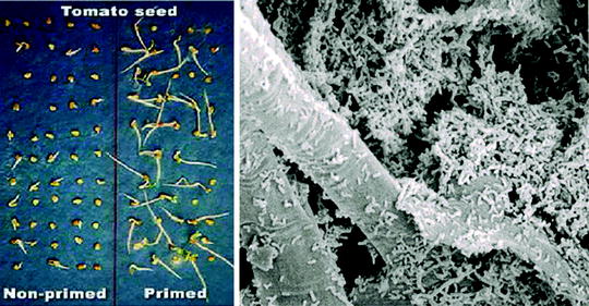 Bio-priming of Seeds | SpringerLink