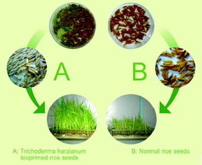 Bio-priming of Seeds | SpringerLink