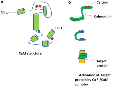 Role of Calcium/Calmodulin in Plant Stress Response and Signaling ...