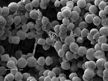Bacterial Resistance to Quaternary Ammonium Compounds (QAC ...