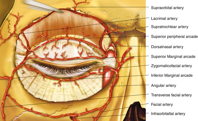 Eyelid Anatomy | SpringerLink