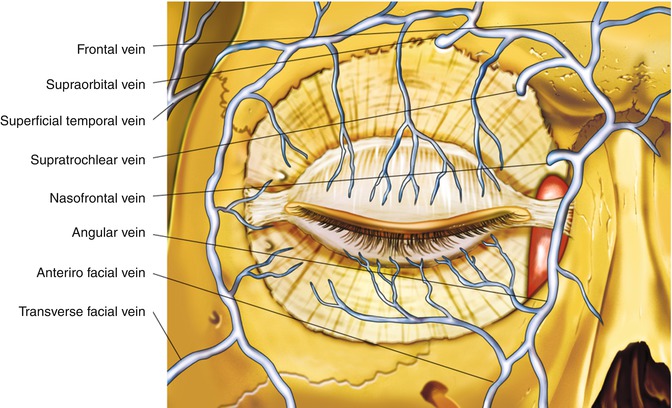 Eyelid Anatomy | SpringerLink