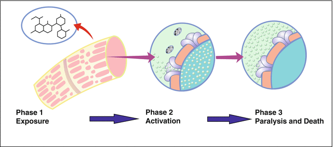 Mode of Action of Plant-Derived Natural Insecticides | SpringerLink