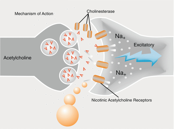 Mode of Action of Plant-Derived Natural Insecticides | SpringerLink