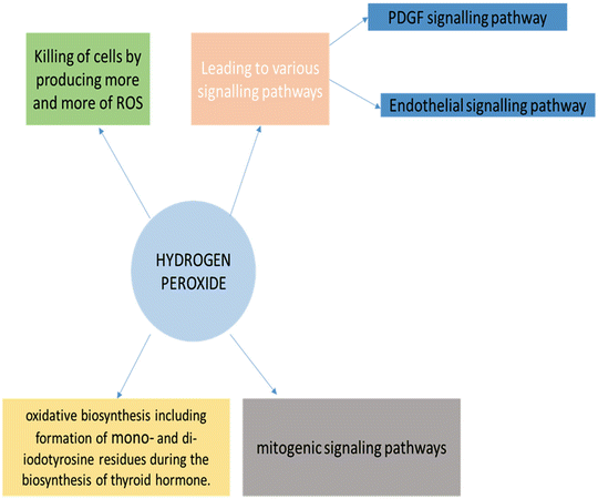 Hydrogen Peroxide Sensing and Signaling | SpringerLink