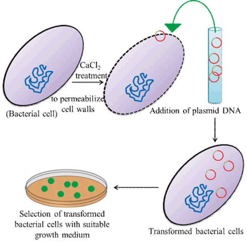 Cloning and Transformation | SpringerLink