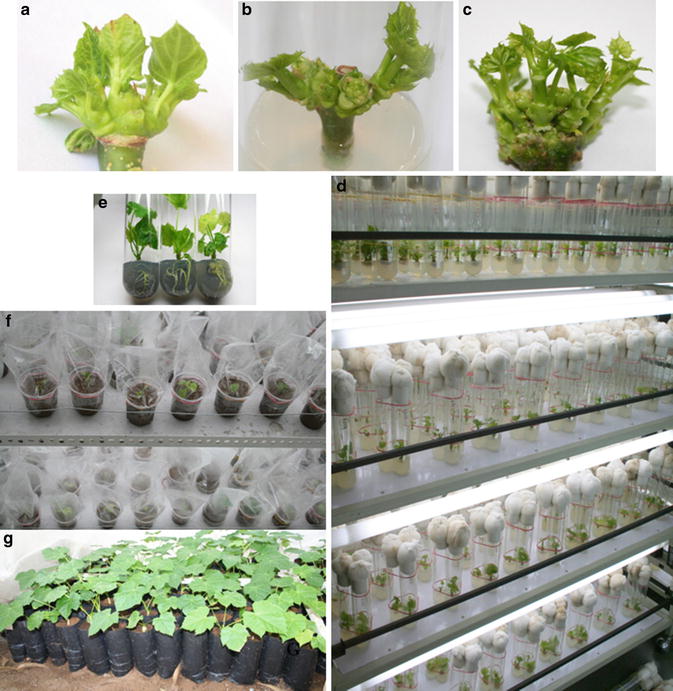 Micropropagation of Plants | SpringerLink