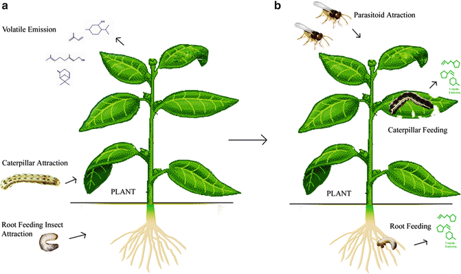 Plant Volatile Chemicals and Insect Responses | SpringerLink