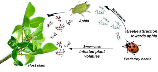 Plant Volatile Chemicals and Insect Responses | SpringerLink