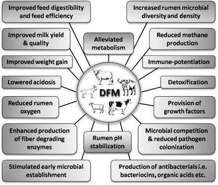 Microbial Feed Additives | SpringerLink