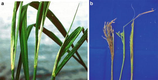 Nematode Diseases of Crops in India | SpringerLink