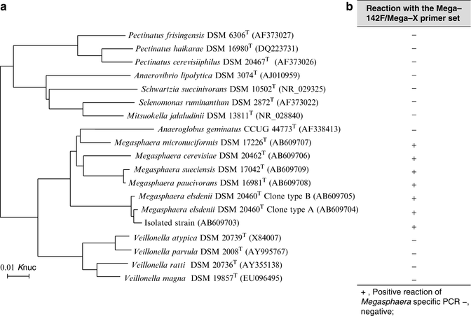 Megasphaera as Lactate-Utilizing Hydrogen-Producing Bacteria | SpringerLink