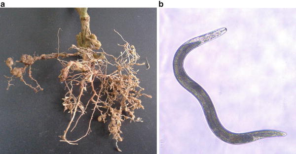 Isolation, Characterization of Nematode-Controlling Bacteria and Fungi ...