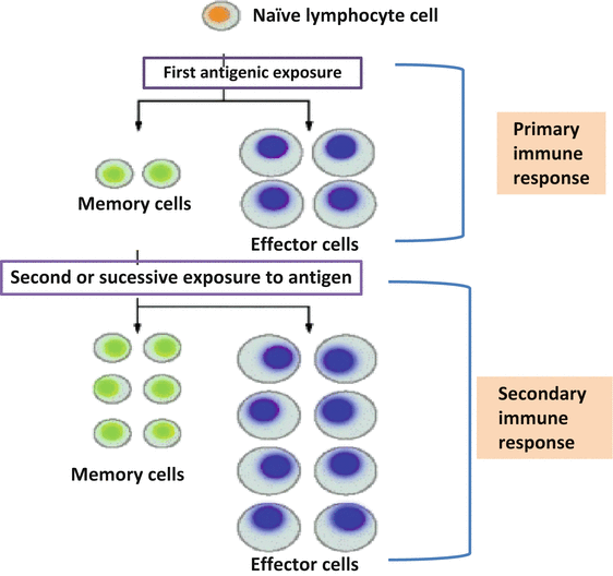 Immune System: Freedom from the Burden of Diseases | SpringerLink