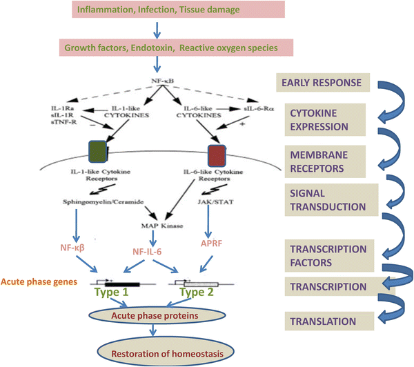 Acute-Phase Proteins and Responses and Their Application in Clinical ...