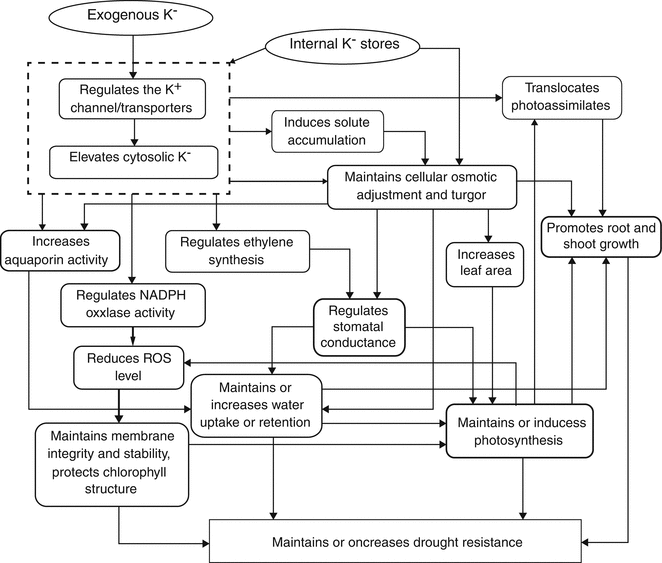 Potassium-Solubilizing Microorganisms: Mechanism and Their Role in ...