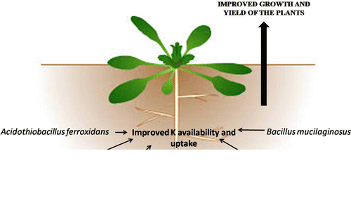 Potassium-Solubilizing Microorganisms: Mechanism and Their Role in ...