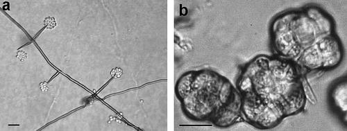 Formulation of Pochonia chlamydosporia for Plant and Nematode ...