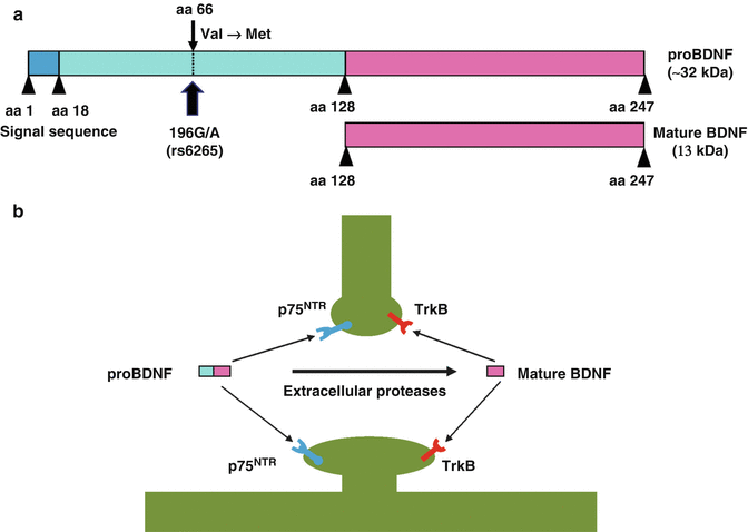 Brain-Derived Neurotrophic Factor (BDNF): TrkB Signaling in Depression ...