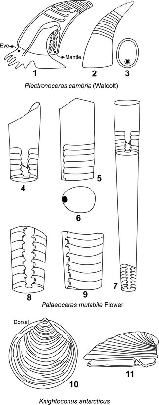 Cephalopods | SpringerLink