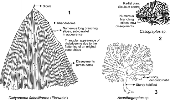 Graptolites | SpringerLink