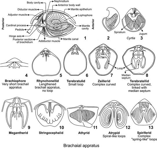 Brachiopods | SpringerLink