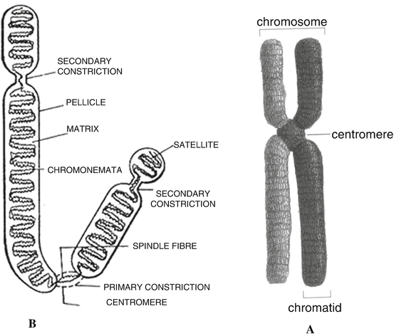 Organization of Genetic Material into Chromosomes | SpringerLink