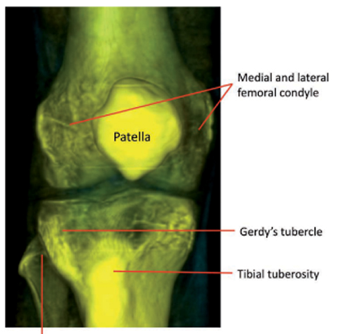 Knee | SpringerLink