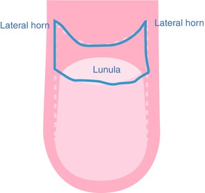 Nail Anatomy and Physiology for the Clinician | SpringerLink