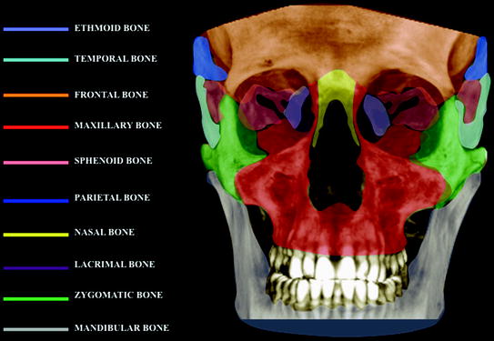 Basic CBCT Anatomy | SpringerLink