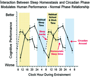 Circadian and Homeostatic Regulation of Sleepiness, Cognition, and ...