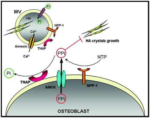 Bone Matrix Proteins and Mineralization Process | SpringerLink