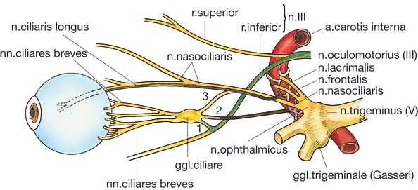 1 Anatomie | SpringerLink