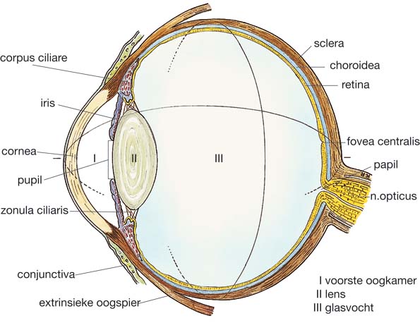 1 Anatomie | SpringerLink