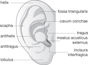 1 Anatomie en fysiologie van het oor | SpringerLink