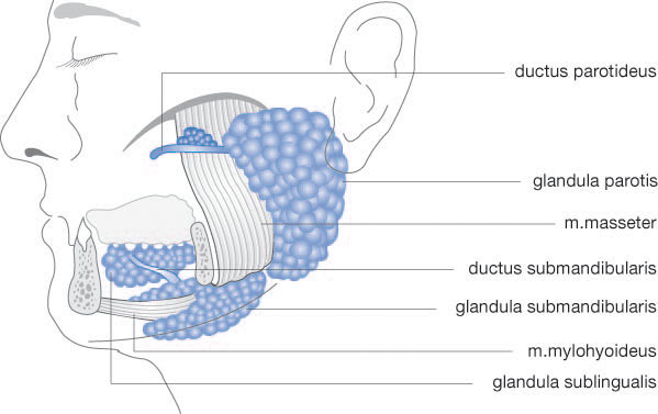 13 Speekselklieren | SpringerLink