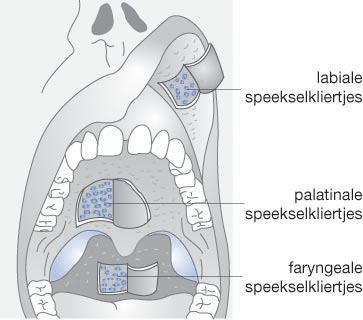 13 Speekselklieren | SpringerLink